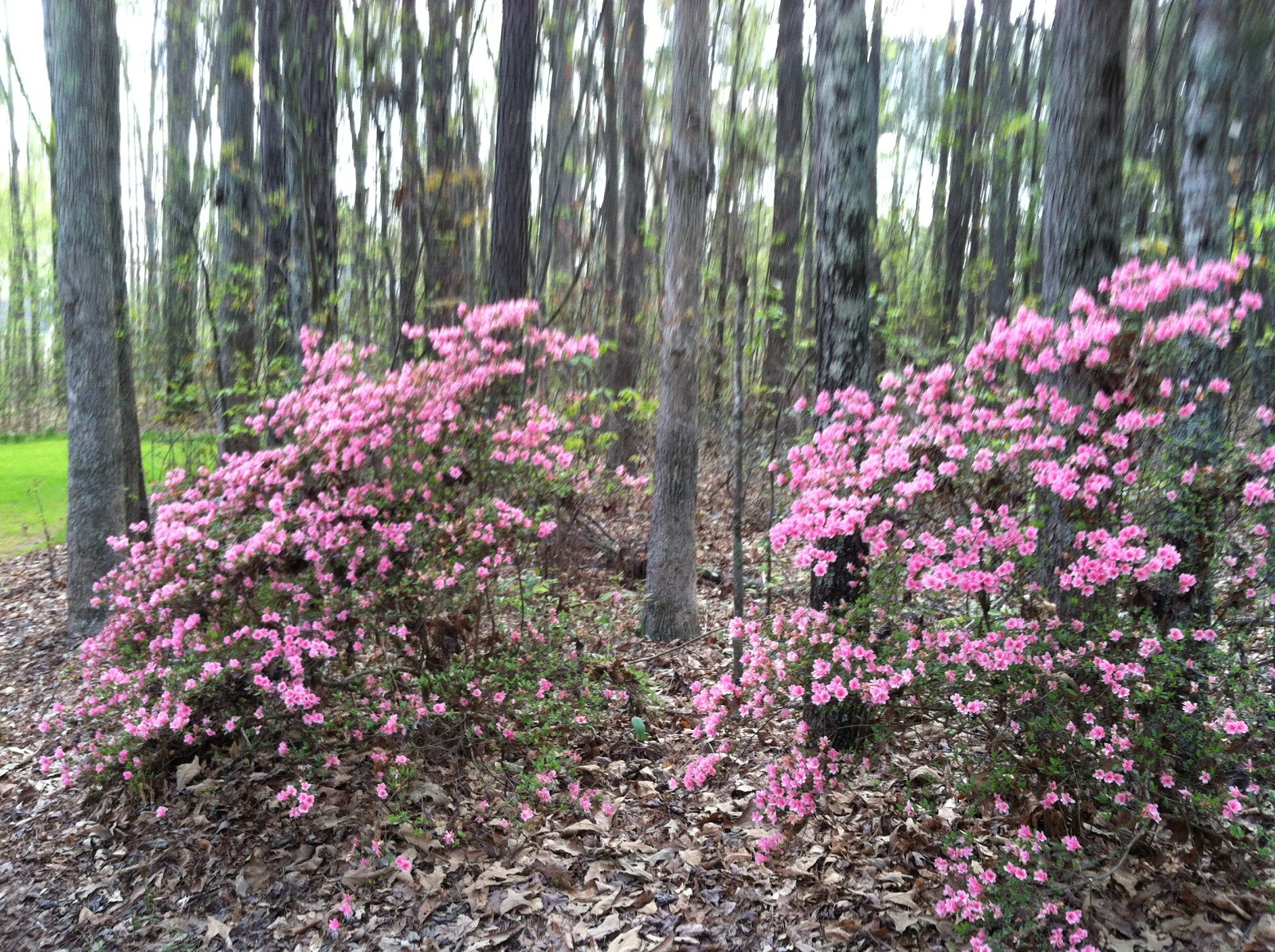 Two Sisters Gardening: Color "Pops" with Azaleas