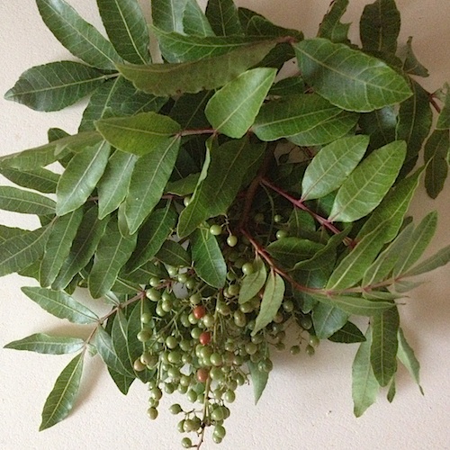 Theobrominated: Wednesday Wildflower: Brazilian pepper tree