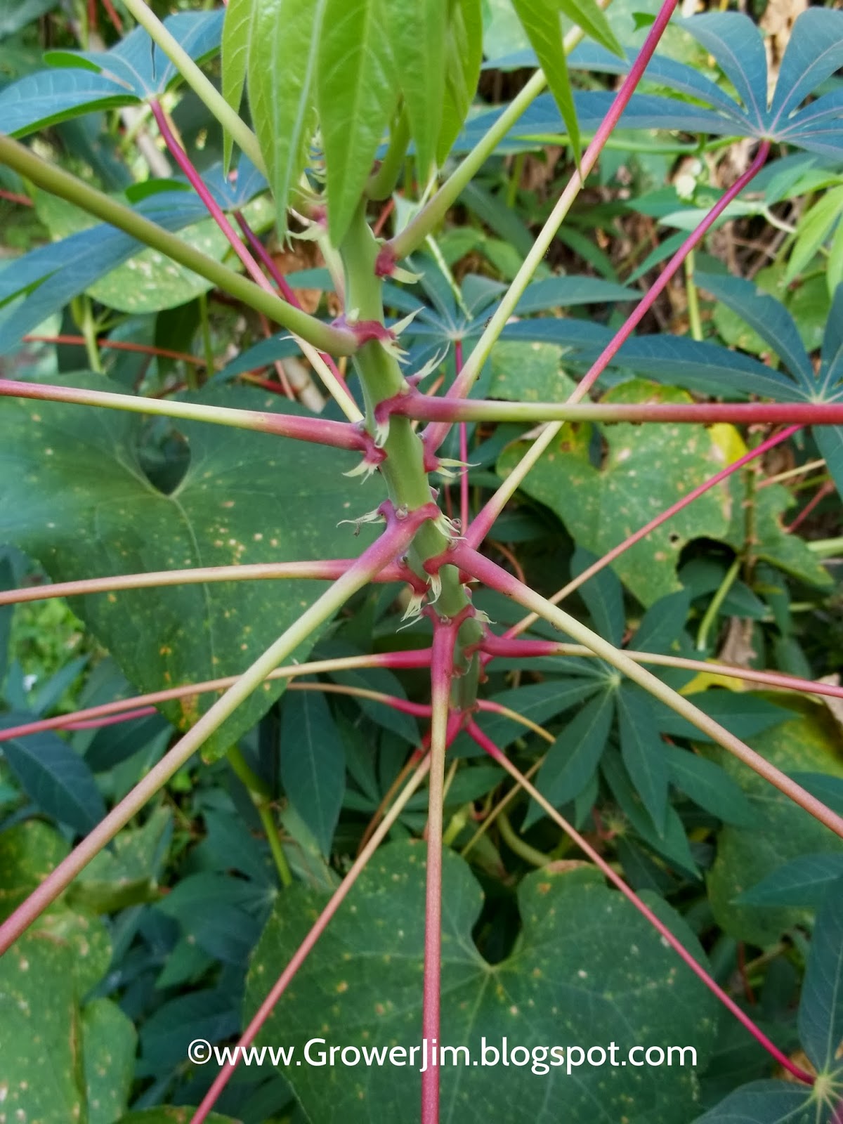 Tapioca Plant Leaves