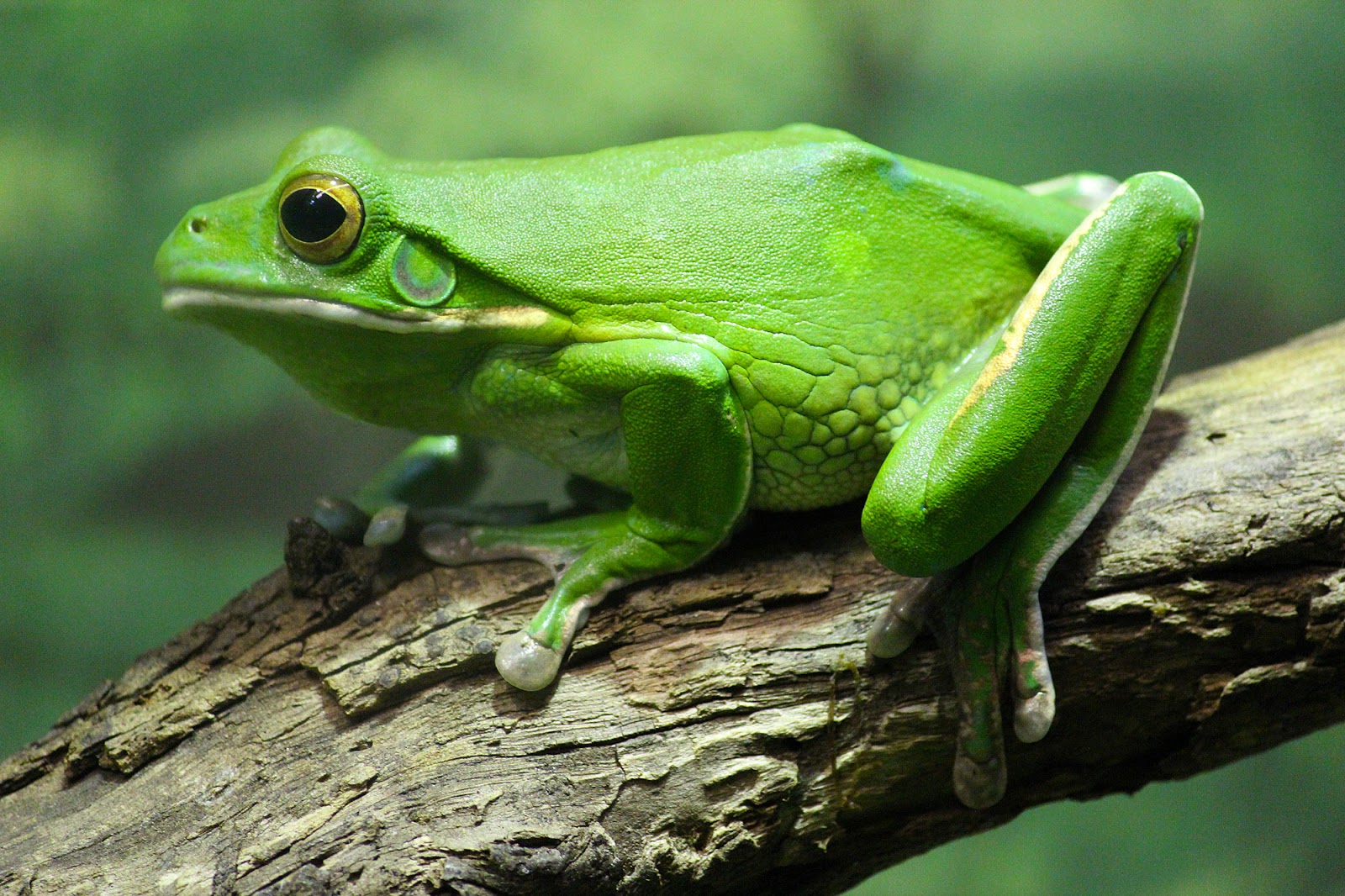 New Horizons: What can be green and say "ribbit" - a frog!