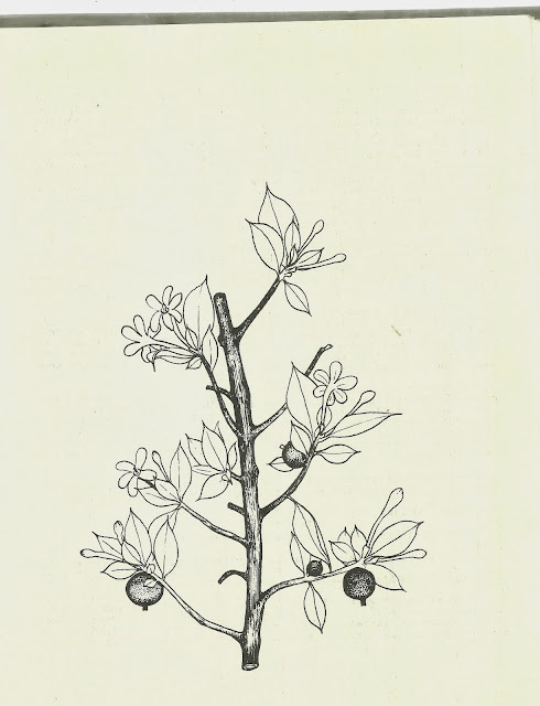 Flora de Puerto Rico Ilustrada Papo Vives: RUBIACEAE- GUETTARDA ...