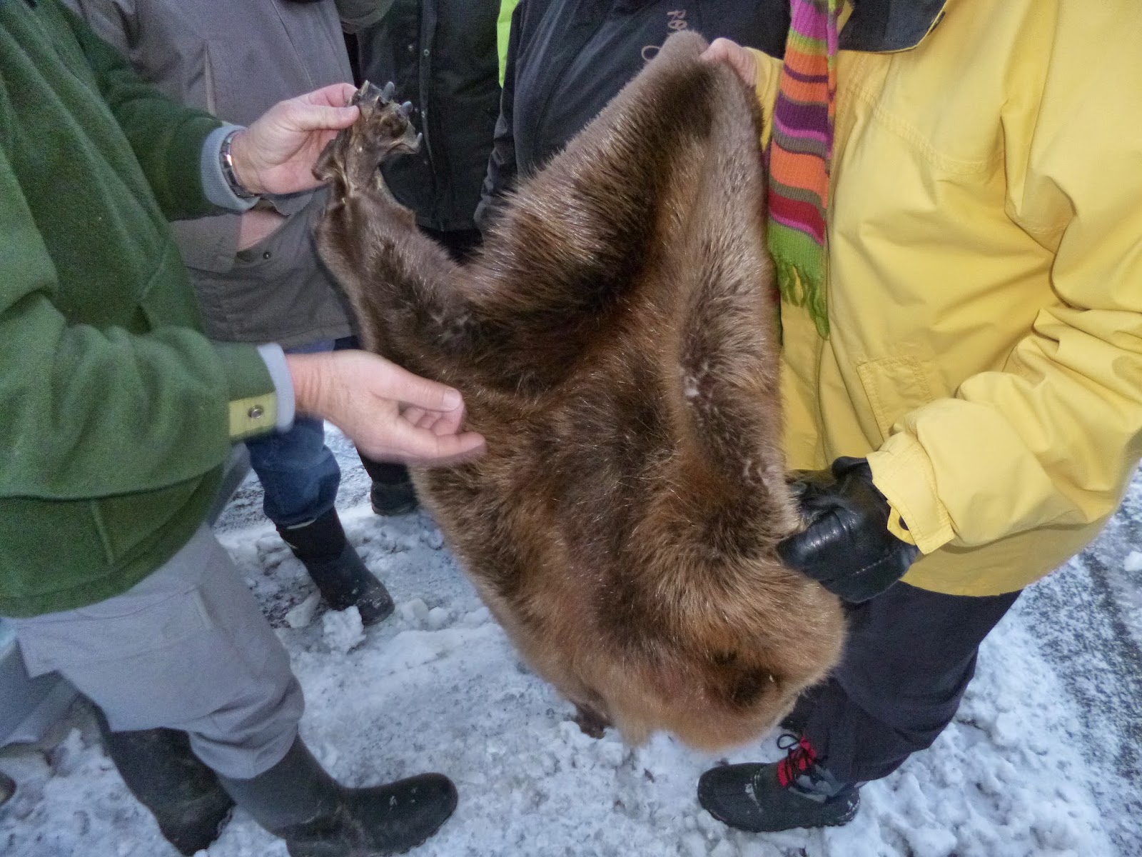 Volmunster Info: A la découverte de la vie du castor