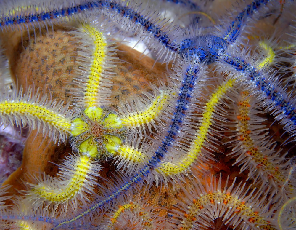 Bilhões e bilhões: Equinodermos