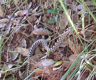 The Ladder Snake is aptly named because of the ladder markings on its ...