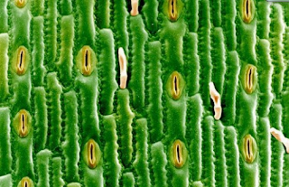 Pengertian Jaringan Epidermis, Stomata dan Trikomata serta Jaringan ...