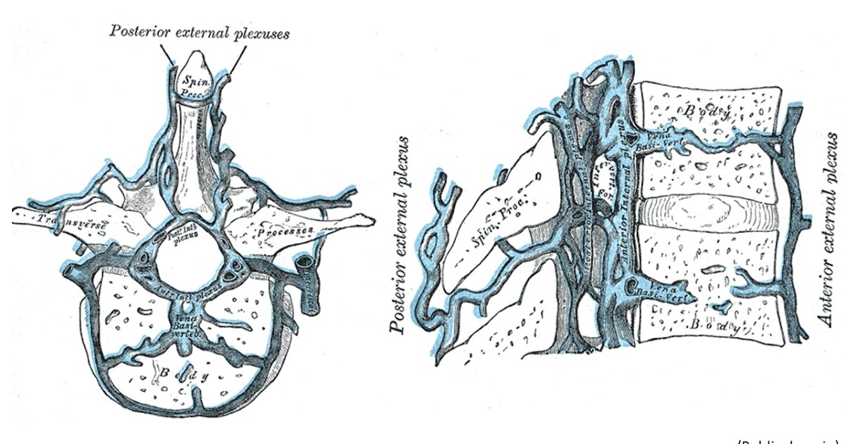 松下 ER ランチ・カンファレンス: バトソン静脈叢