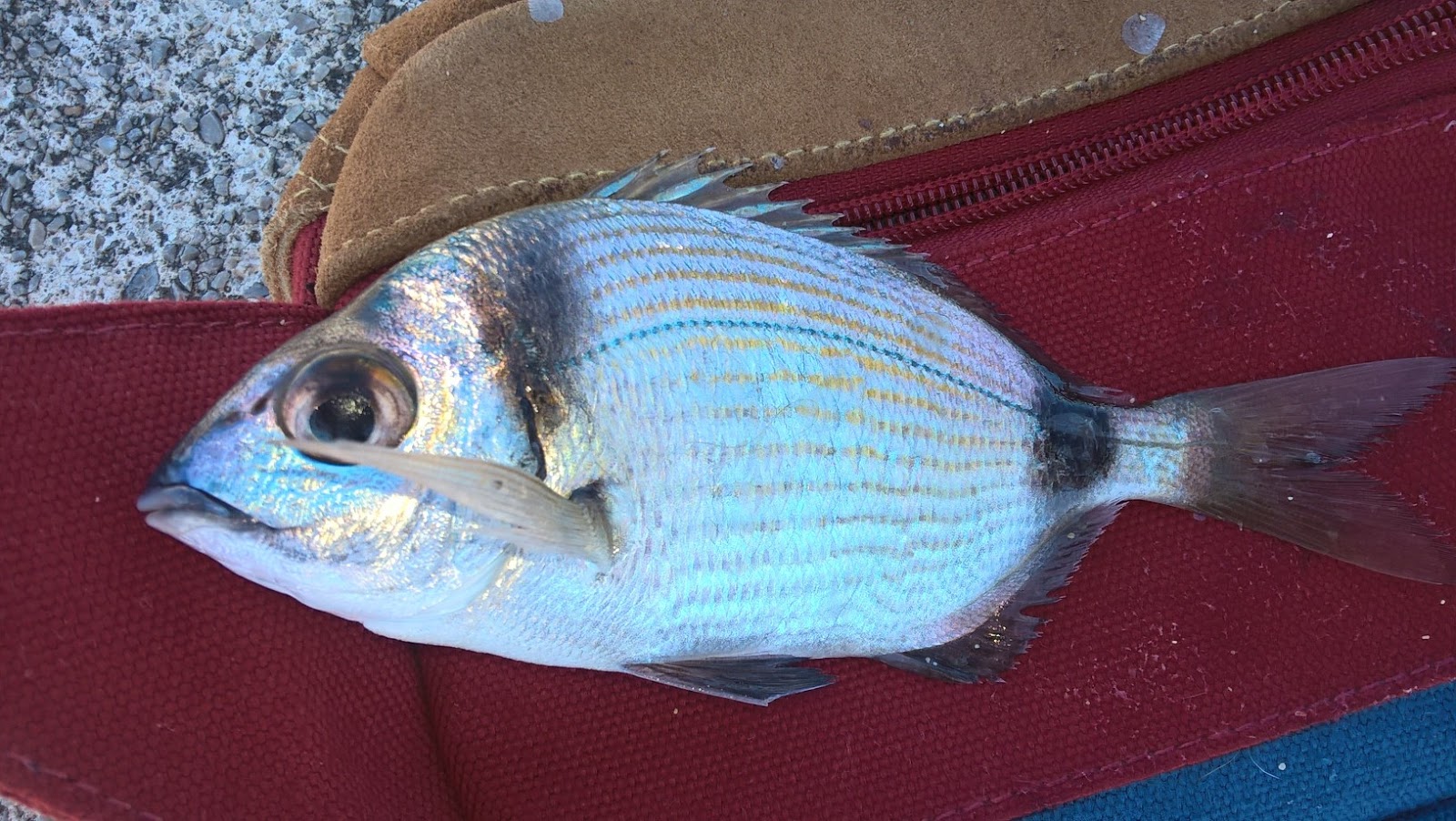 Derby Tup: More Majorca sea fishing