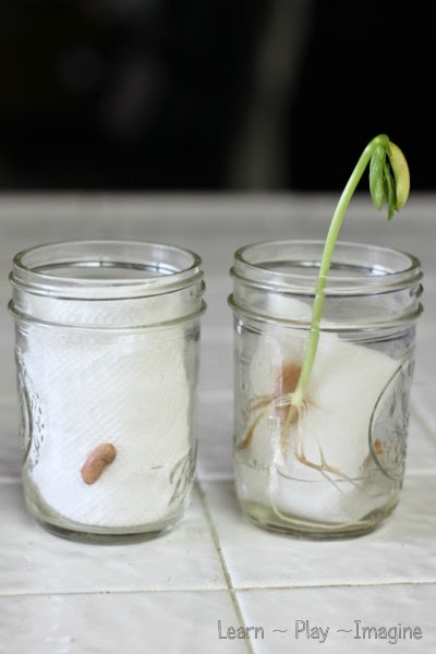 Bean Plant Growth Experiment
