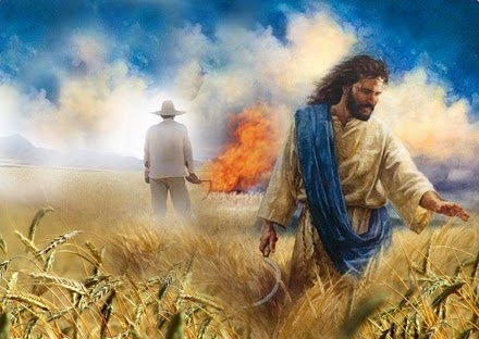 Nhật tác Niềm Vui: LÚA VÀ CỎ LÙNG