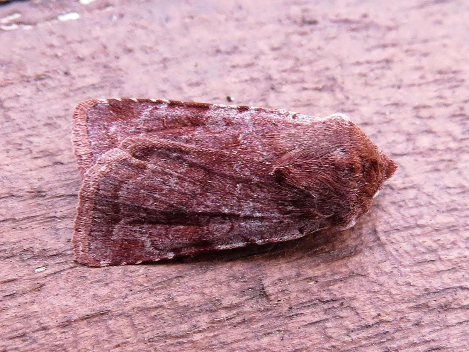 Wychwood Moths: mid-March update - Red Chestnut NFG