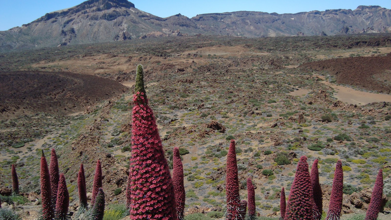 Rincones de Colores: EL TAJINASTE ROJO