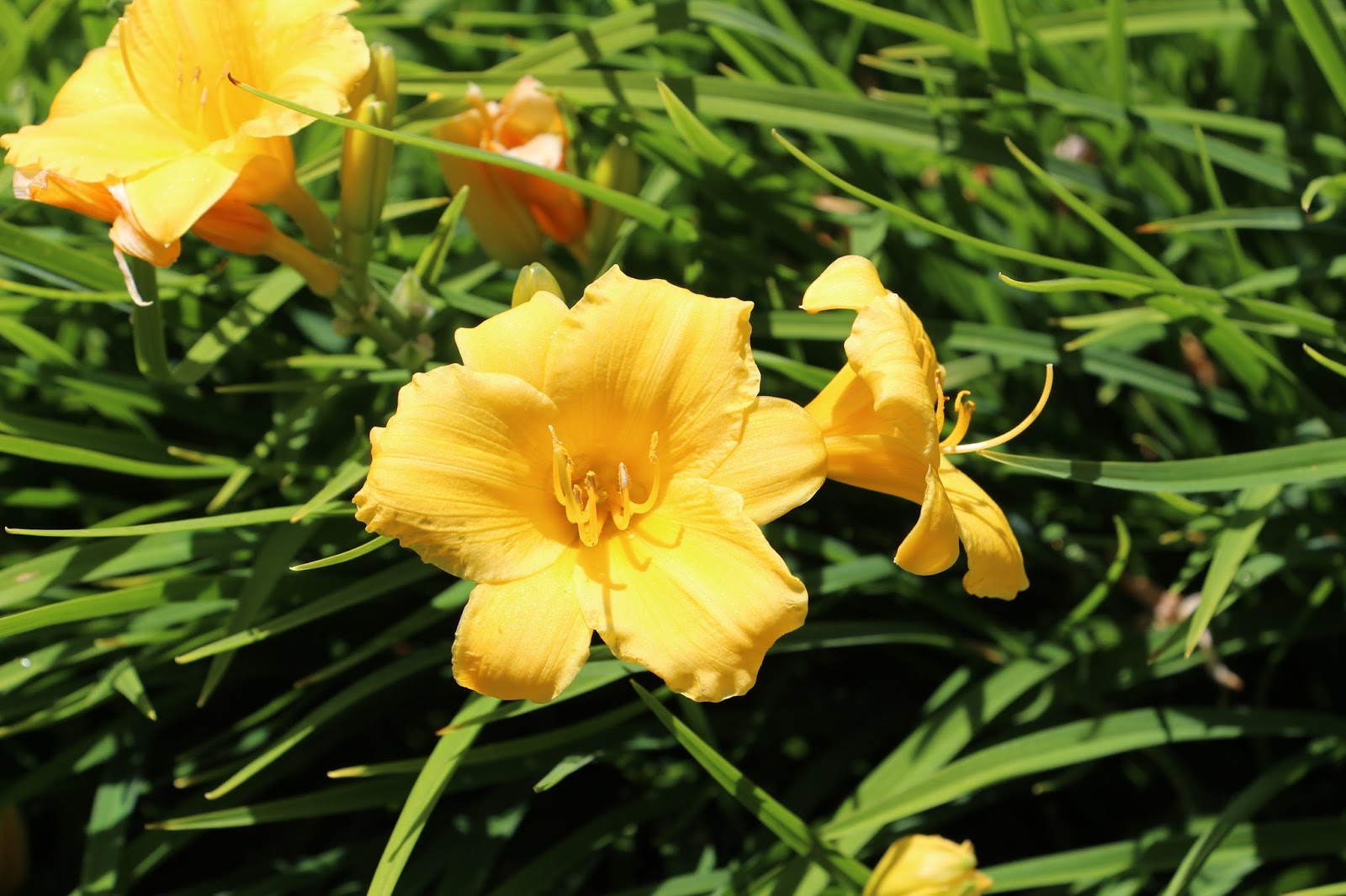 Fishtail Cottage Garden 6/8/15