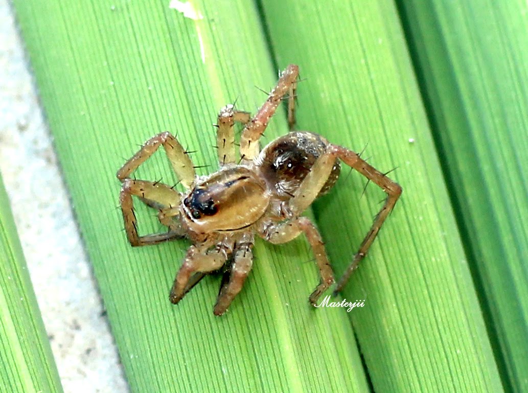 PELITA KABAD: LABAH-LABAH PEMBURU