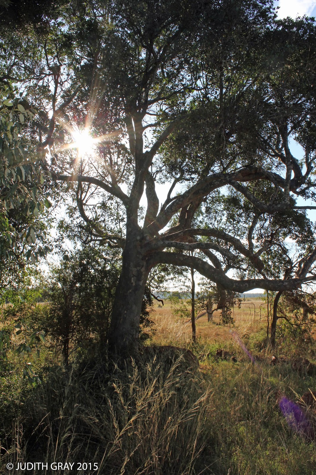 Franke Scrub Remnant Bushland