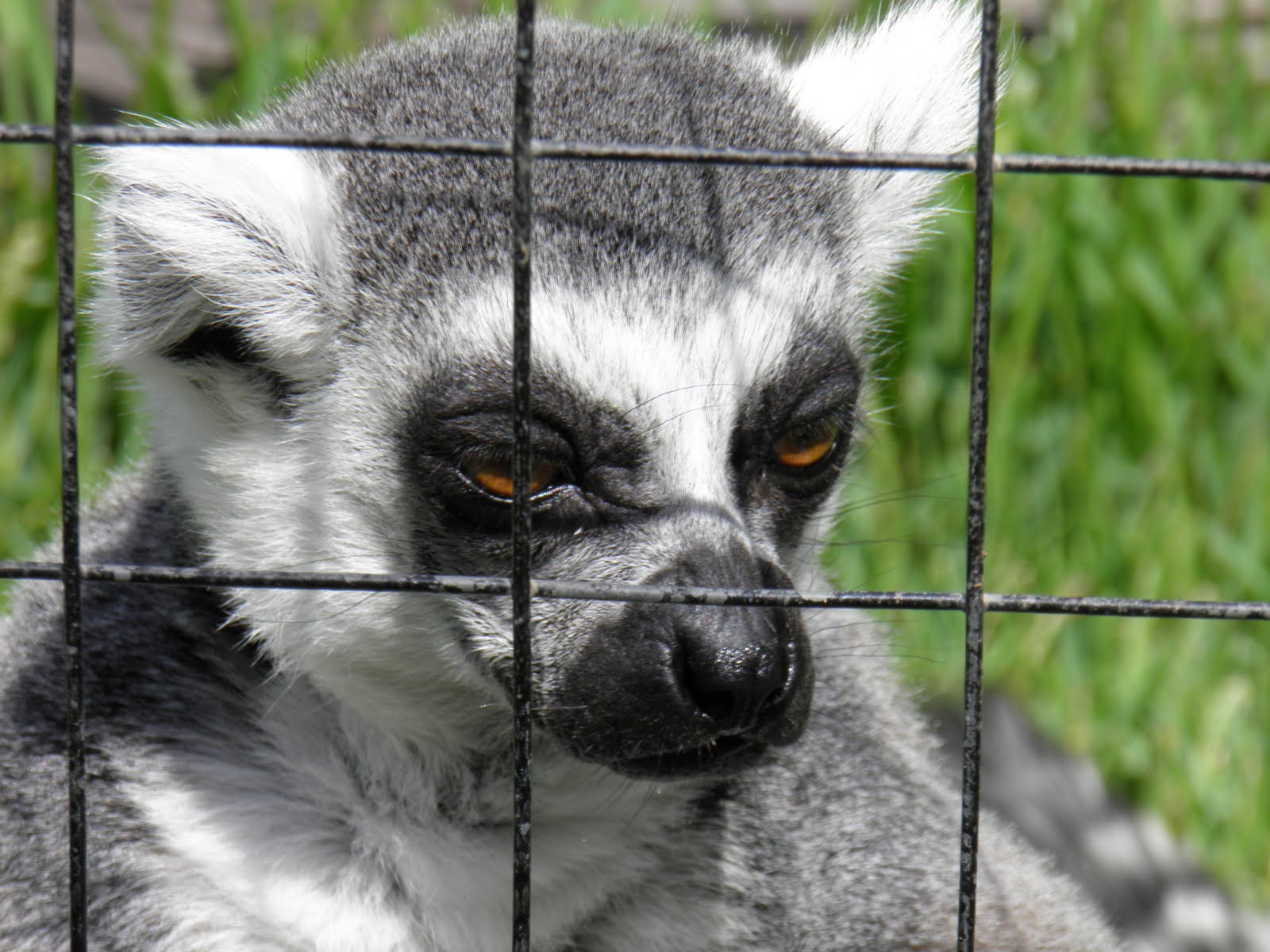 OS SACA-RABOS: A nossa visita ao Zoo de Lagos - TURMA C