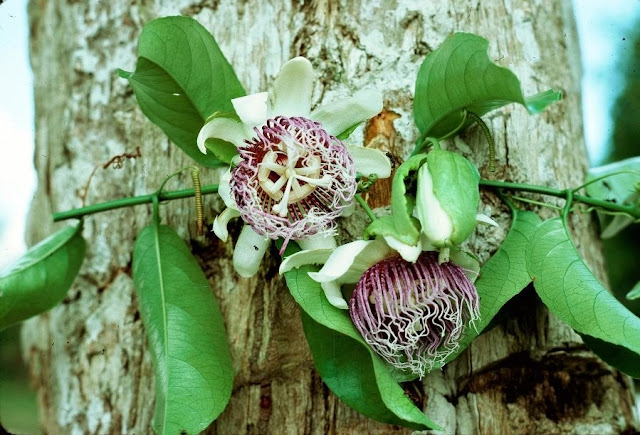 Passiflora sp - A Flor da Paixão - Blog Arco do Verde
