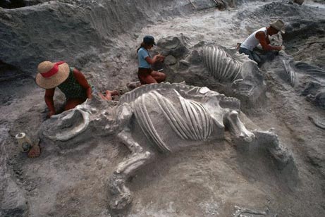 EL JOVE PALEONTÒLEG: Què són la paleontologia i l'arqueologia