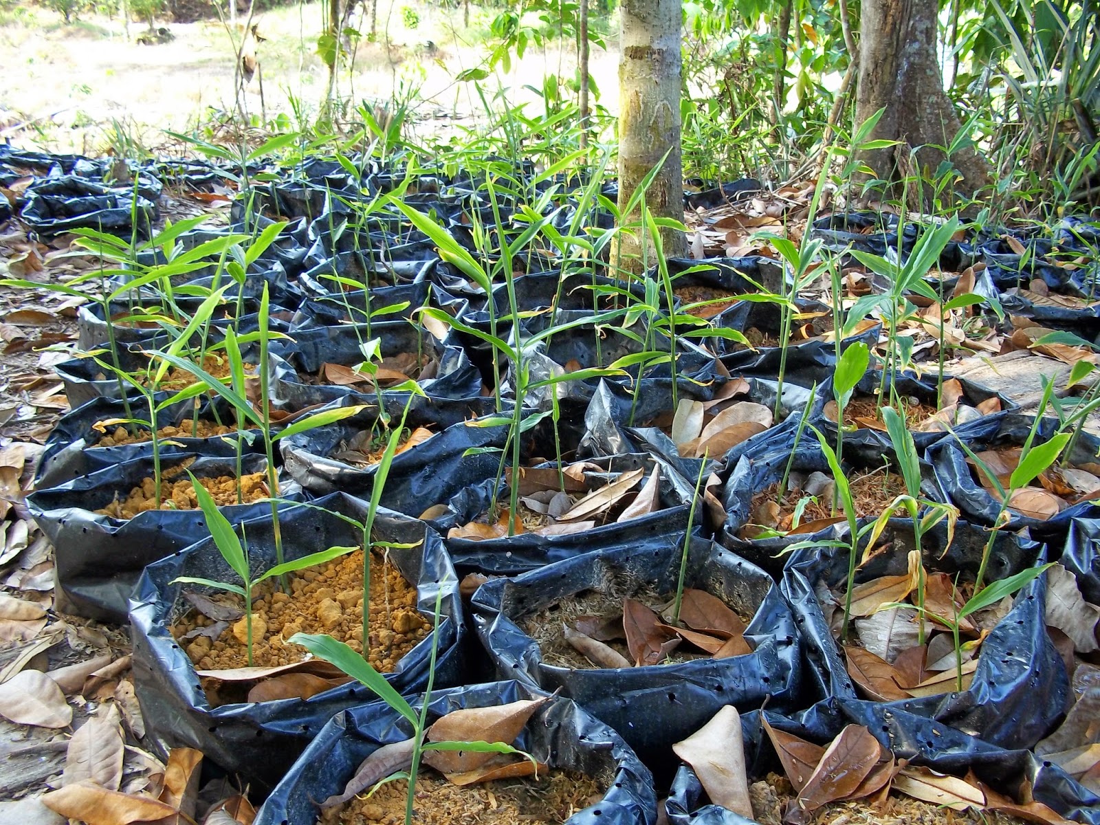 Tanaman Halia: Pertumbuhan Halia dalam Polybag pada 25.02.2105