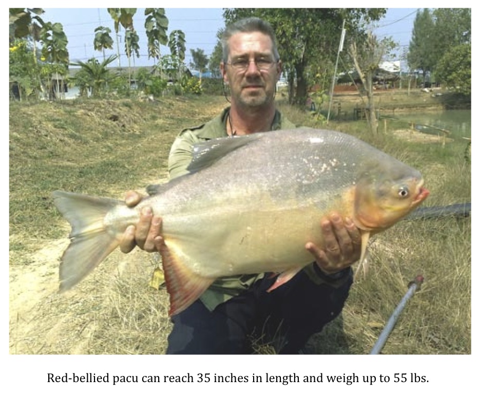 Texas Cryptid Hunter: Red-Bellied Pacu Caught in Concho River