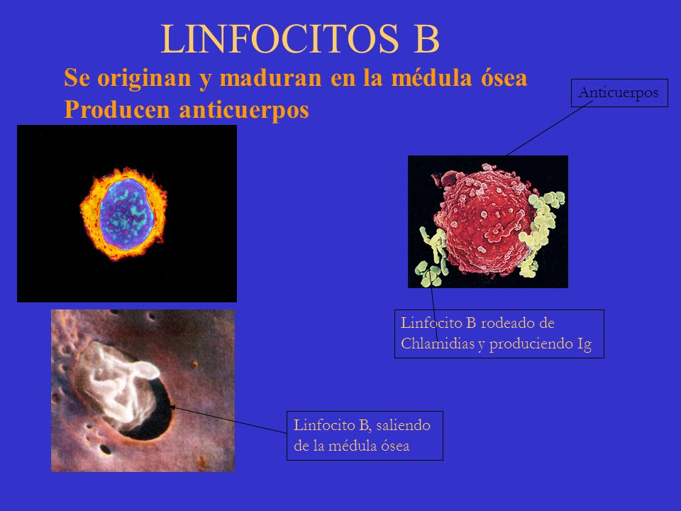 cuidados del sistema linfatico: linfocitos b " sistema linfático"