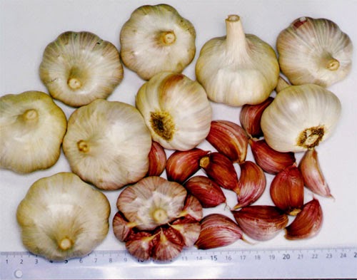 Safra de bri: EL AJO,CLASIFICACION Y USOS