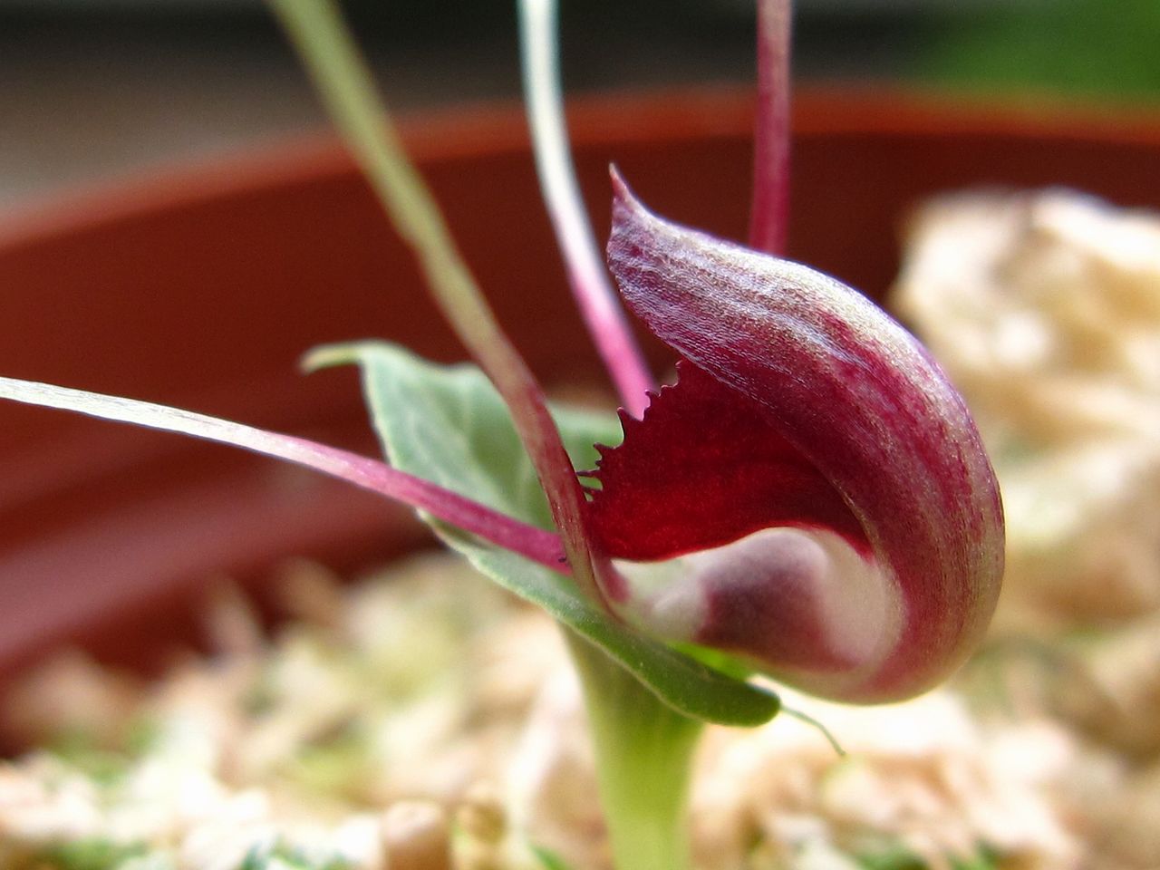あ～すさん的 植物図鑑: Corybas pictus