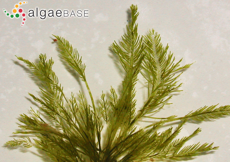 Harbor Watch: Floating Dock Bryopsid Green Algae