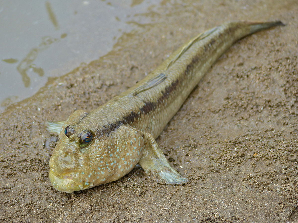 Jo-Anne's Ramblings: Indestructible Creatures/Mudskipper