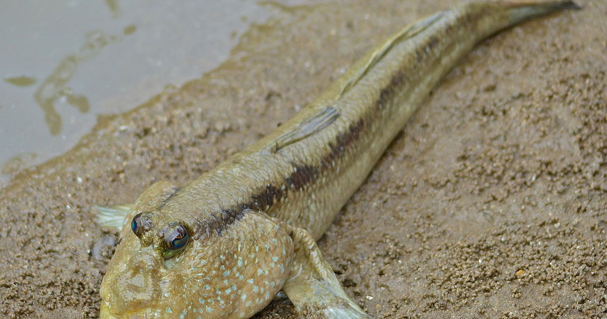 Jo-Anne's Ramblings: Indestructible Creatures/Mudskipper