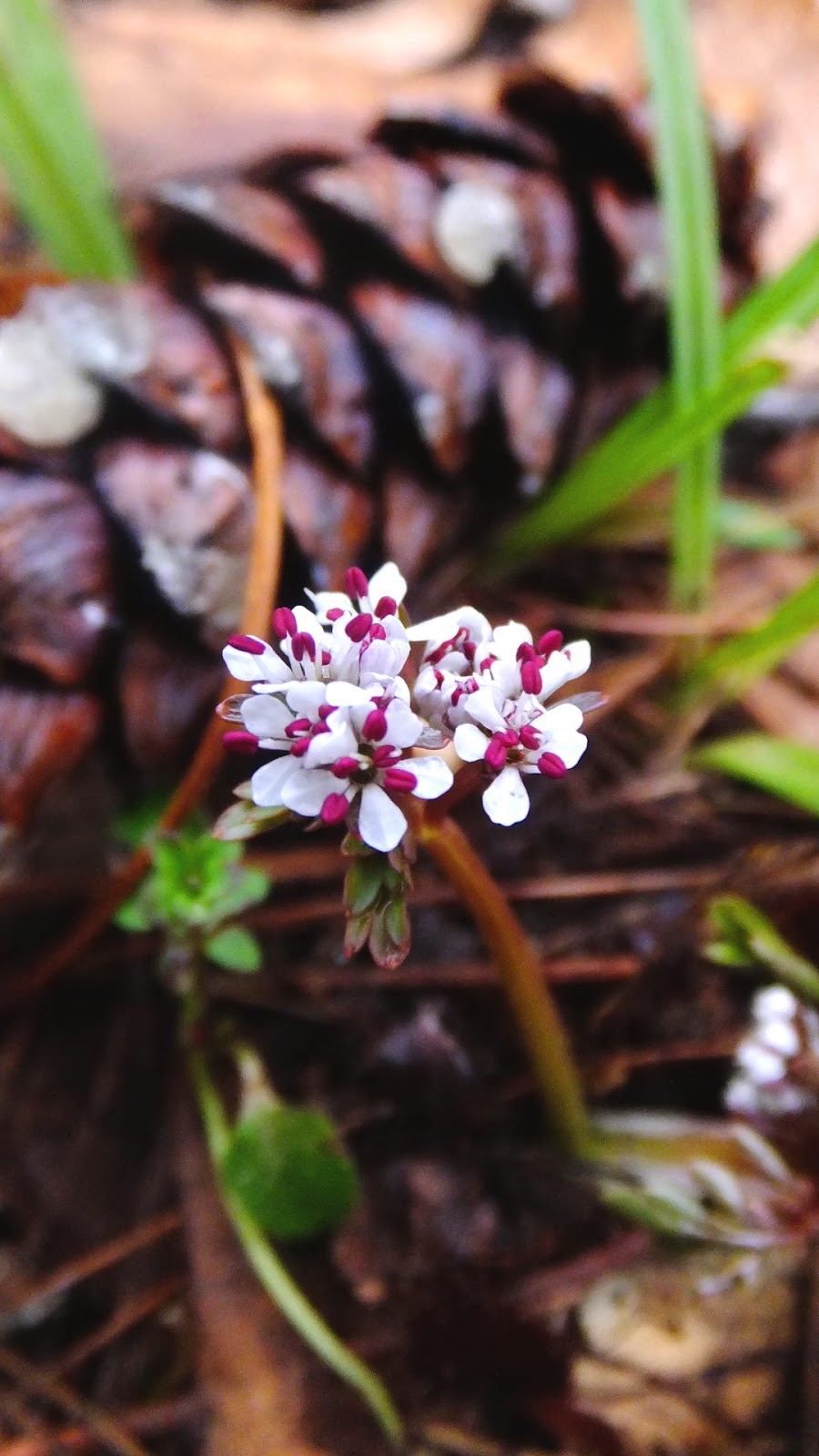 Plants Amaze Me: April 2013 Hepatica Hill, Harbinger of Spring