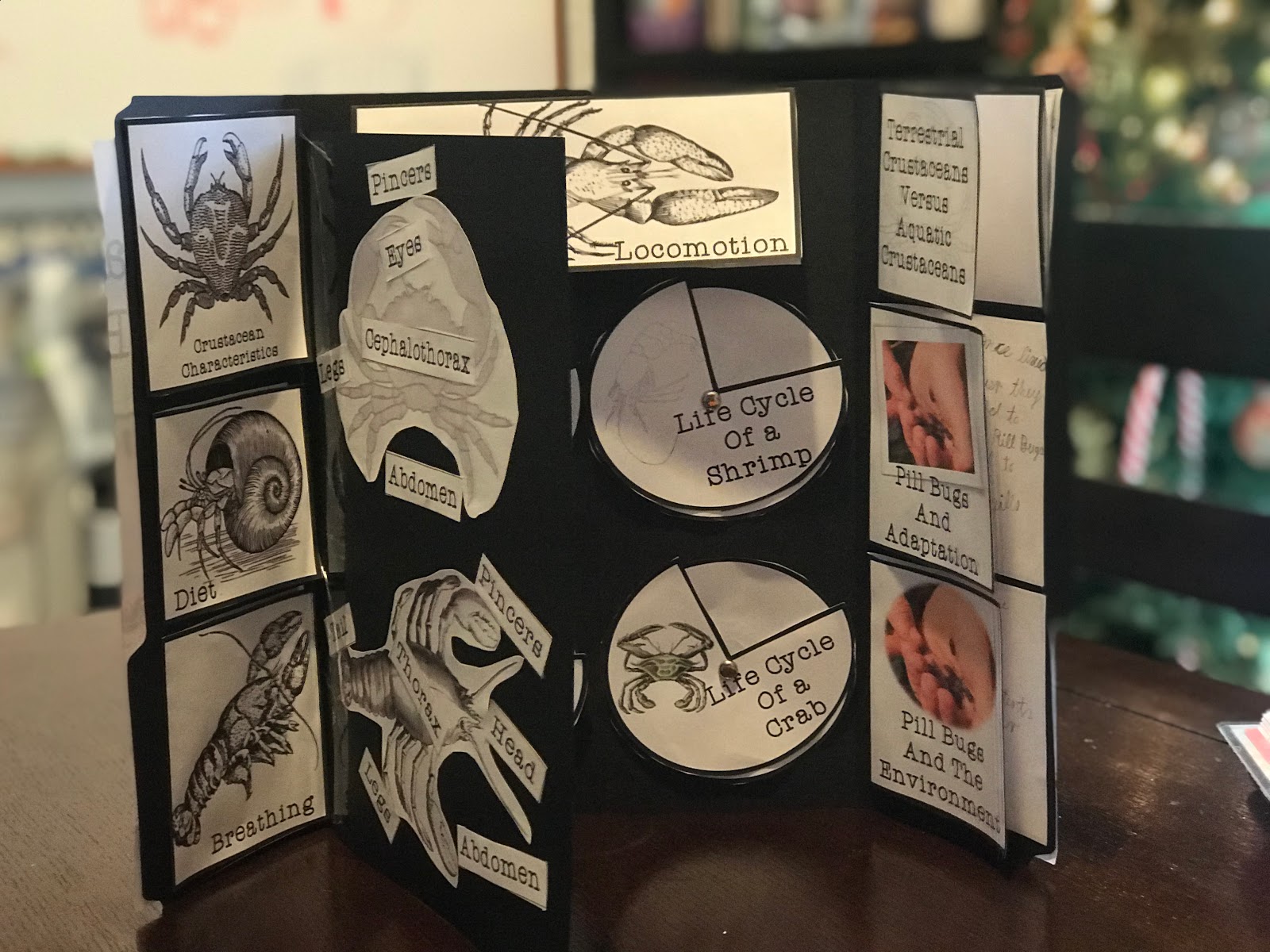 The Hermit Crabs Homeschool: Crustaceans Unit of Study