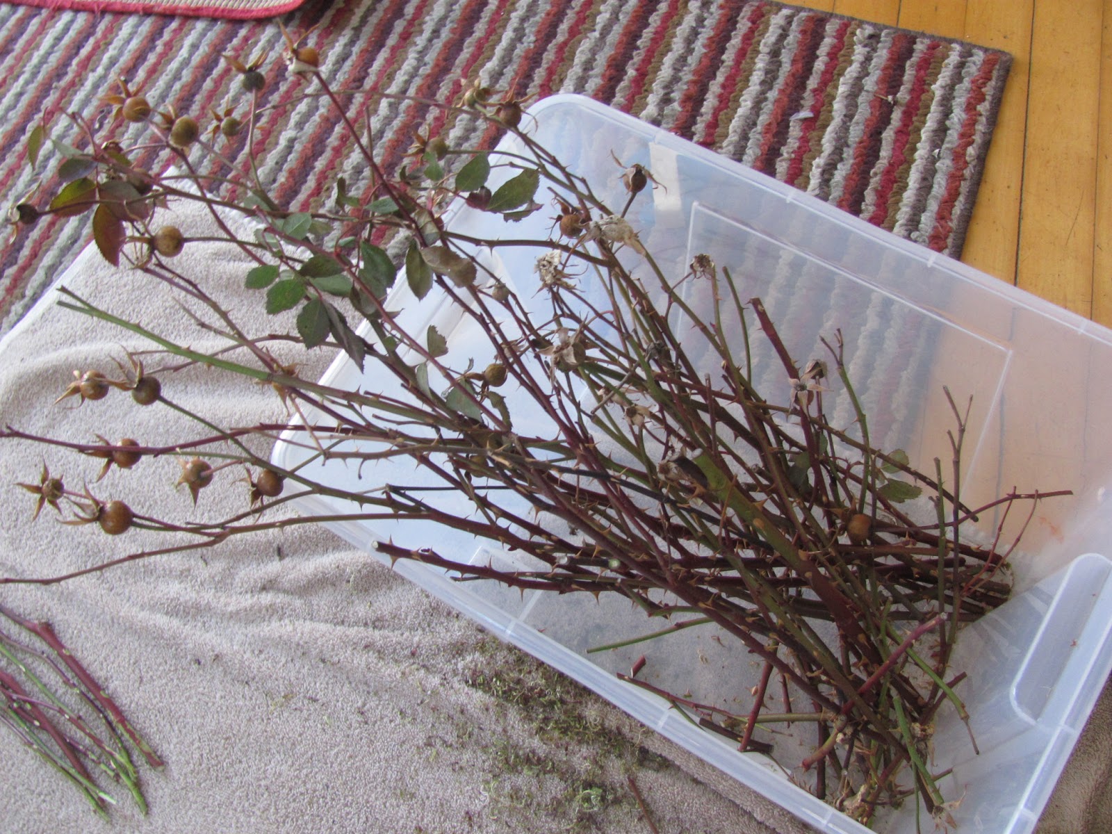 eighth acre farm: propagating roses in the winter