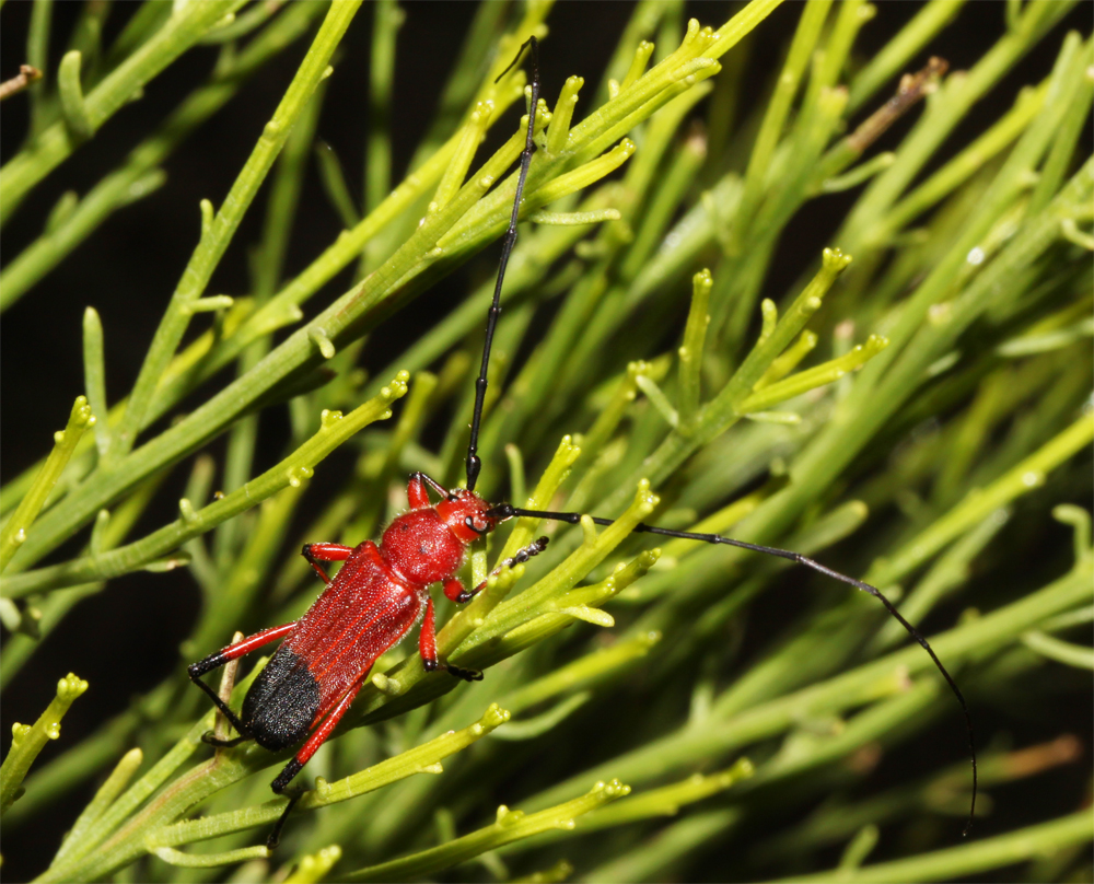 Cuyamaca Woods Mountain Journal: 2013