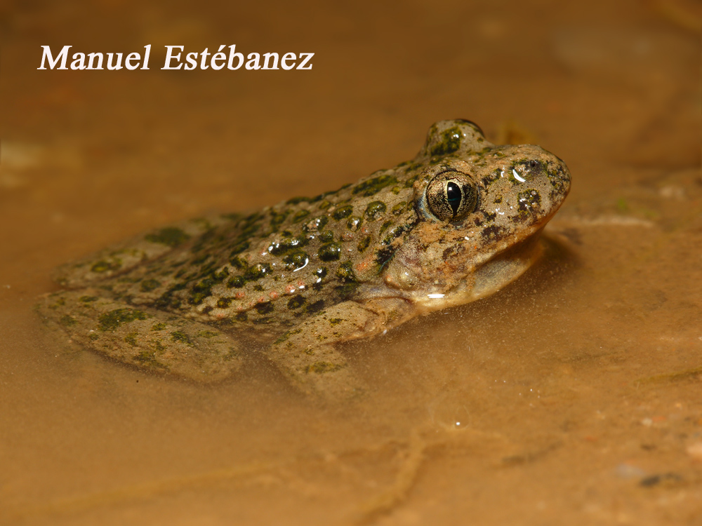 Miradas Cantábricas: Sapillo moteado común (Pelodytes punctatus), macho