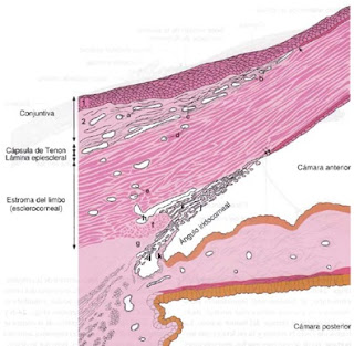 Histologia: Histología del ojo