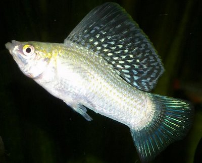 Amazon molly - Alchetron, The Free Social Encyclopedia