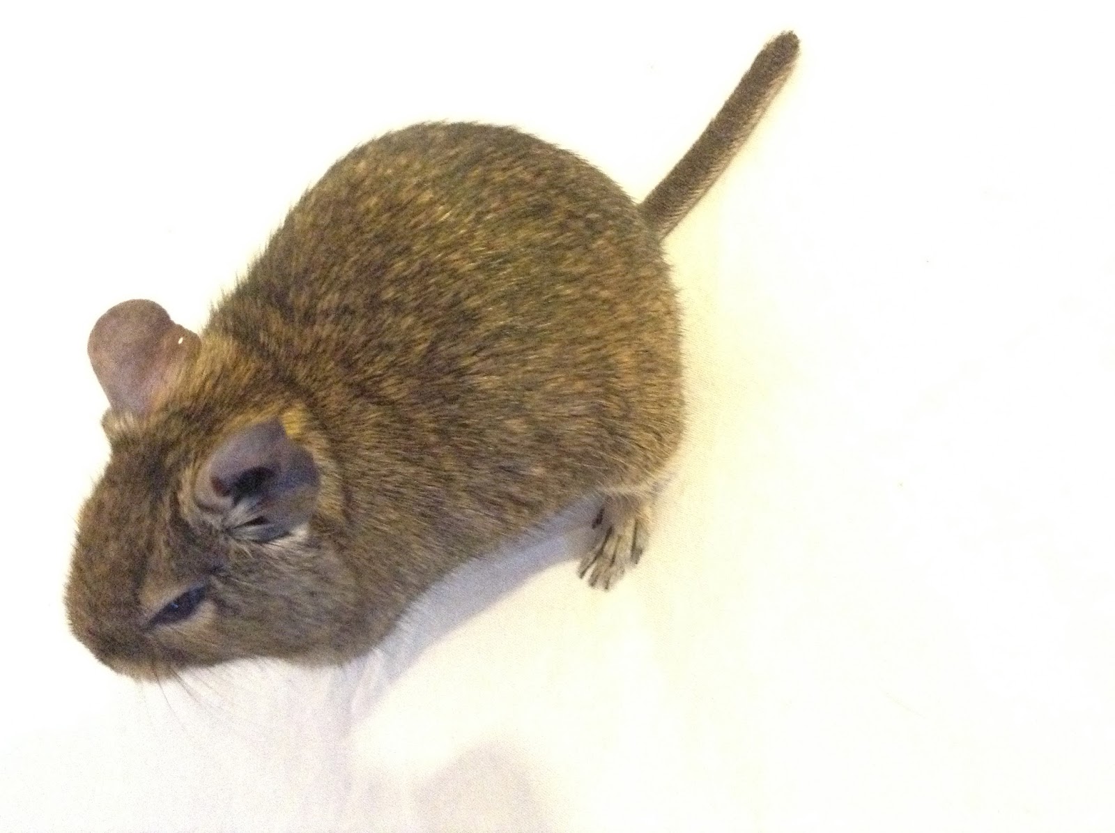 Degu Chatter: Caring For a Degu With a Shed Tail
