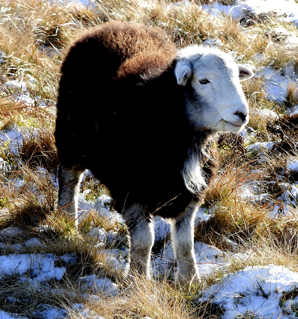 Cumbria Wildscapes: Herdwick Sheep