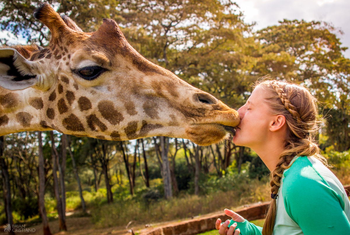 GEOGRAFI LINGKUNGAN: JERAFAH : MAMALIA BERLEHER PANJANG DARI AFRIKA