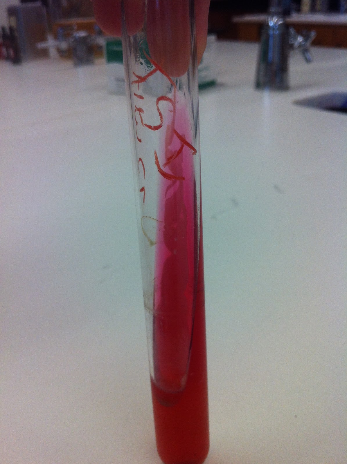 Courtney and Hannahs Bacterial Escapades at Franciscan University of ...