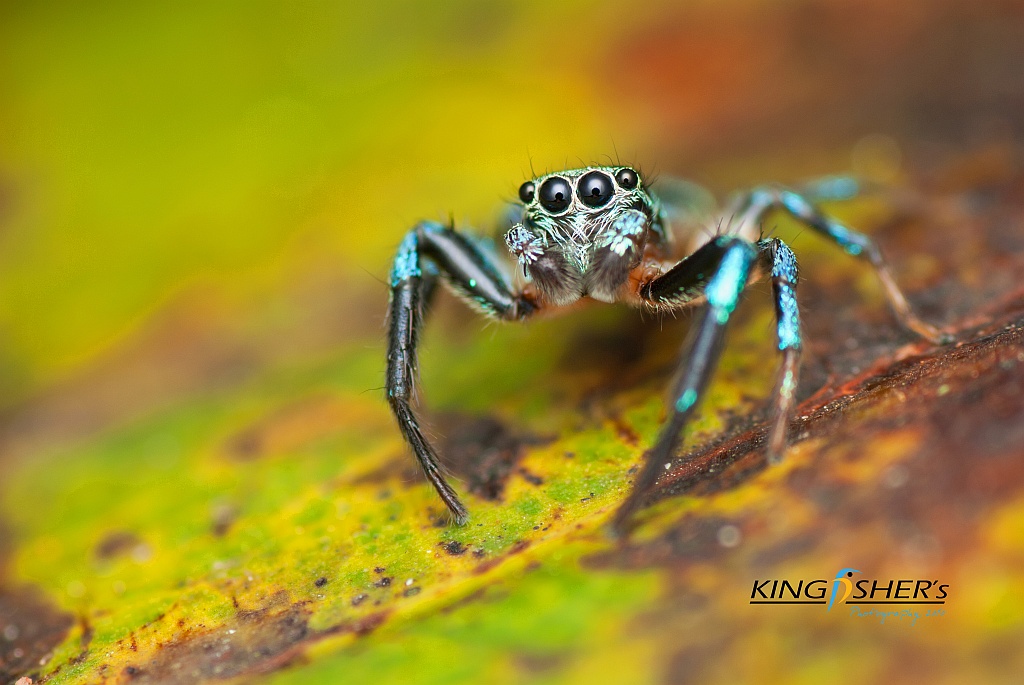 King Fisher: Rhythm of Nature - Just Spiders
