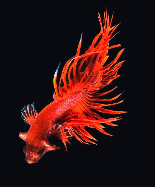 Gokugen.Net: Mengetahui Asal Muasal Jenis Ikan Cupang Gokugen.Net: Mengetahui Asal Muasal Jenis Ikan Cupang