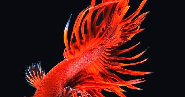 Gokugen.Net: Mengetahui Asal Muasal Jenis Ikan Cupang Gokugen.Net: Mengetahui Asal Muasal Jenis Ikan Cupang