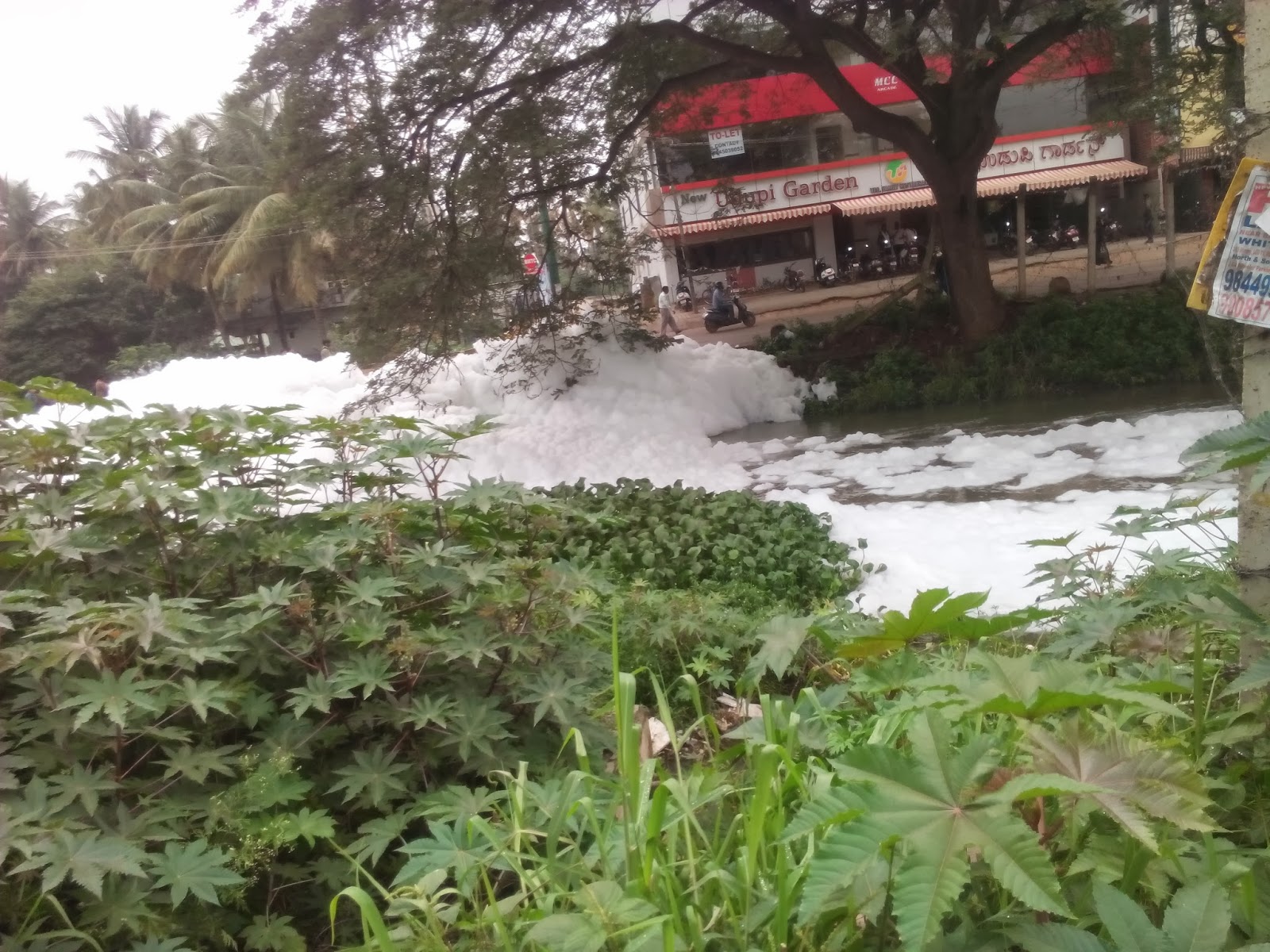 Bangalore's second largest lake and major Sewage Inlet: Varthur Lake ...