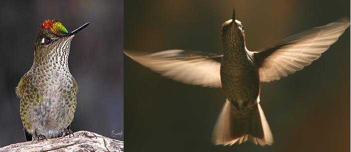 Picaflores: Especies de Picaflores de Chile