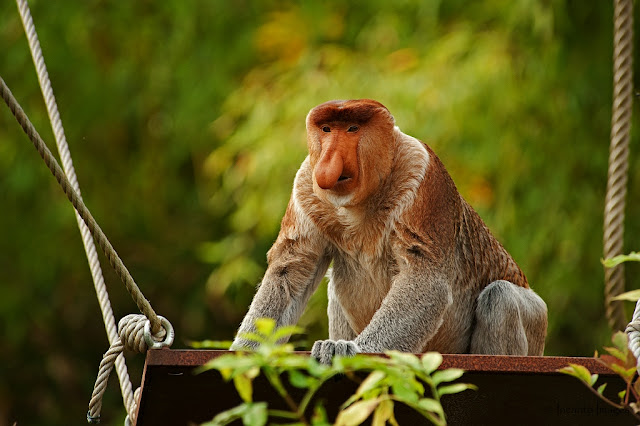 Incanto Images Fotografie: Wat een neus