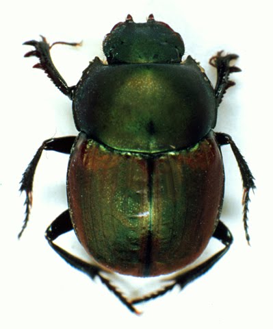 Semillero Neoptera Uniatlantico: COLEÓPTEROS COPRÓFAGOS (SCARABAEIDAE ...