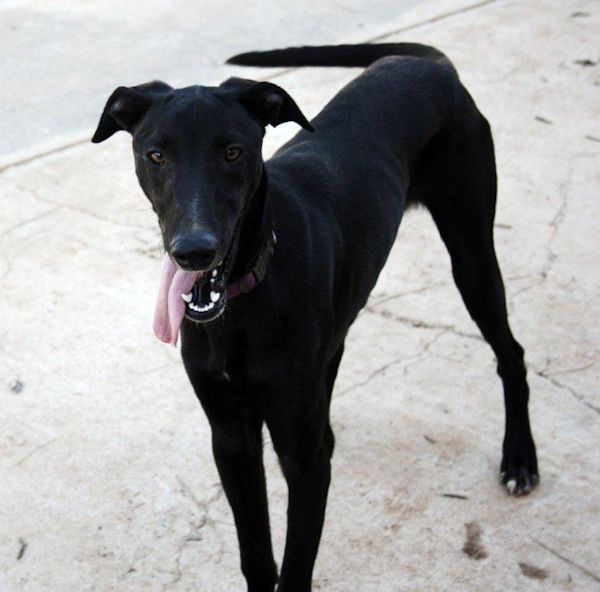 NOBLE GALGO: 5ª difusión JOCKER y BLACKJACK alegrarán tu vida