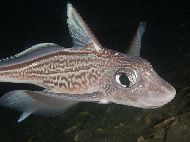 Animals: Chimaera fish