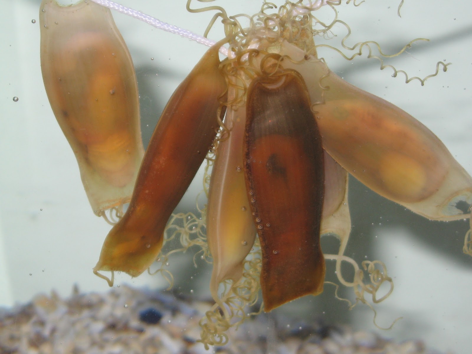 SEA LIFE Timmendorfer Strand: 2012-01-22